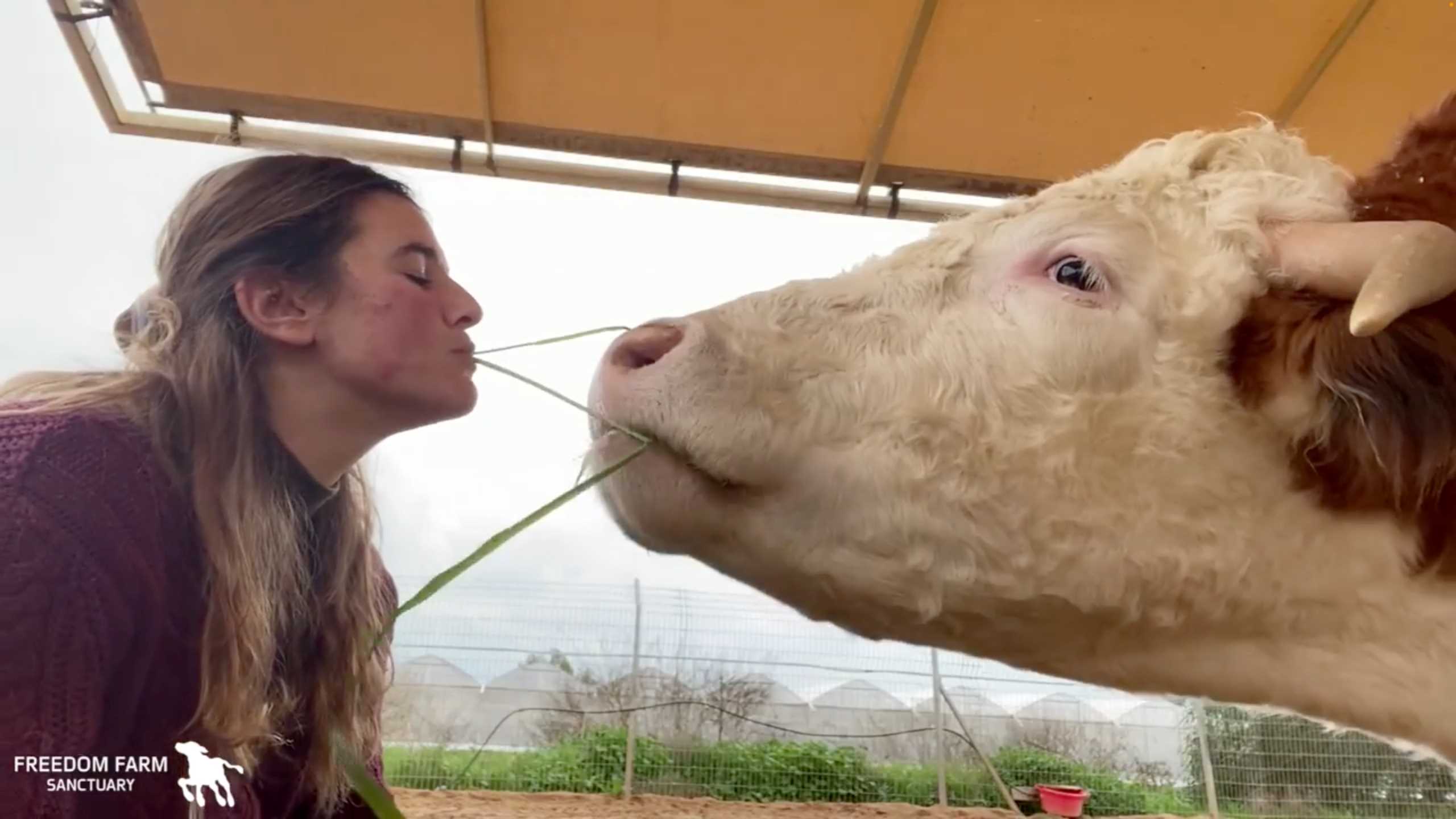 Freedom Farm Sanctuary (Season 2) - NFCT English